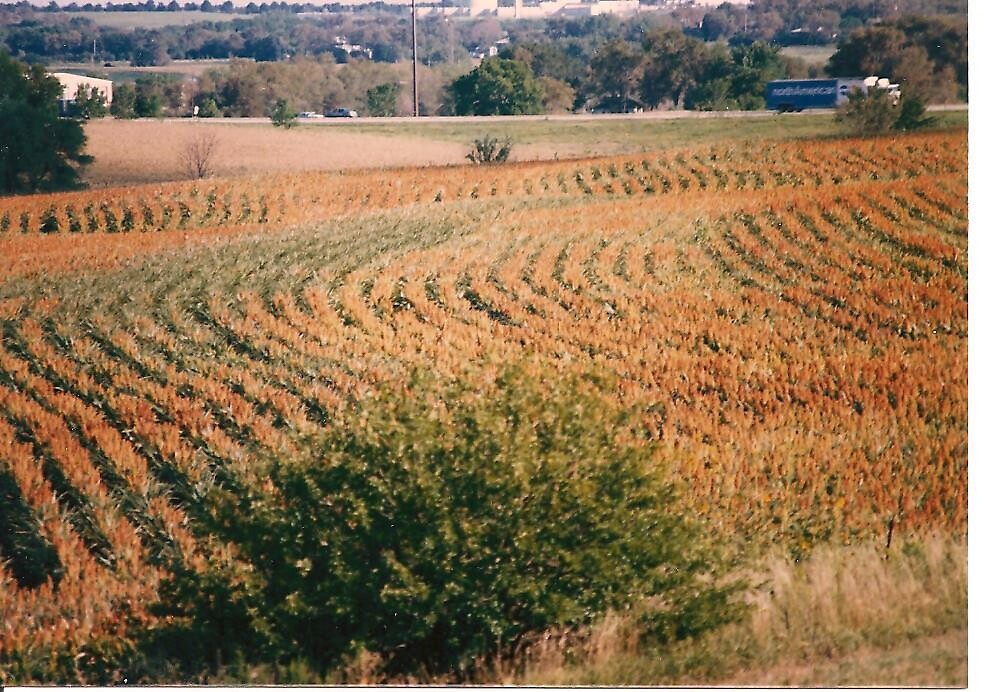 "MILO FIELDS" by Pauline Evans | Redbubble