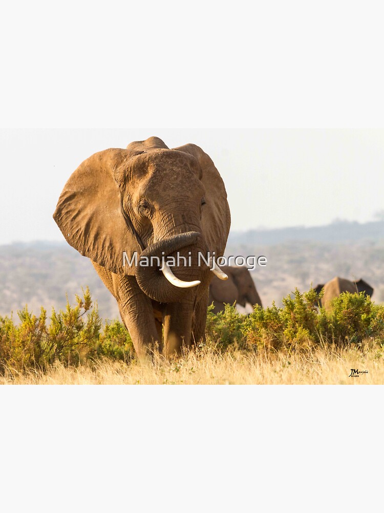 "Tooth and Trunk" Sticker for Sale by JulianManjahi | Redbubble