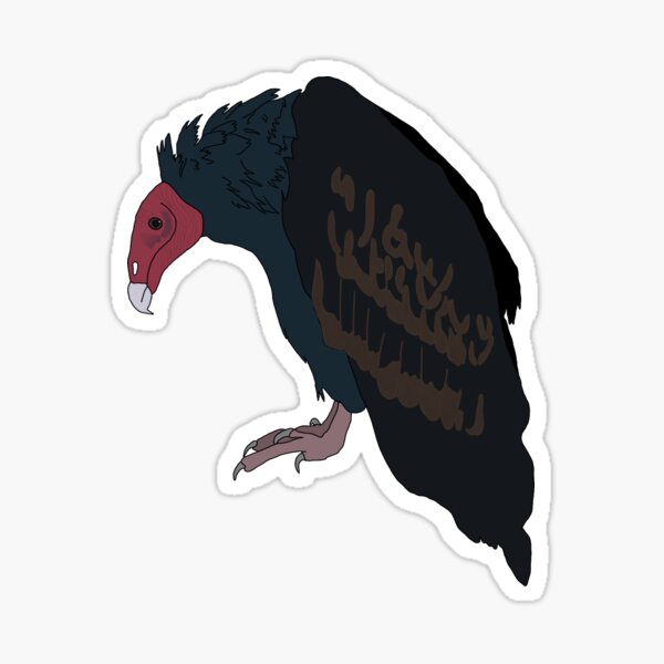 "Turkey Vulture" Sticker for Sale by carlykuhlman | Redbubble