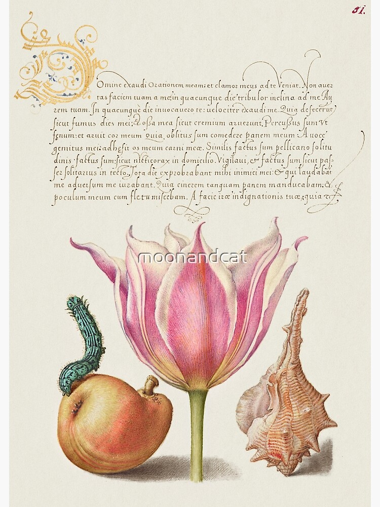 Antique 16th Century Calligraphy with Insect, Seashell, Fruit, and ...