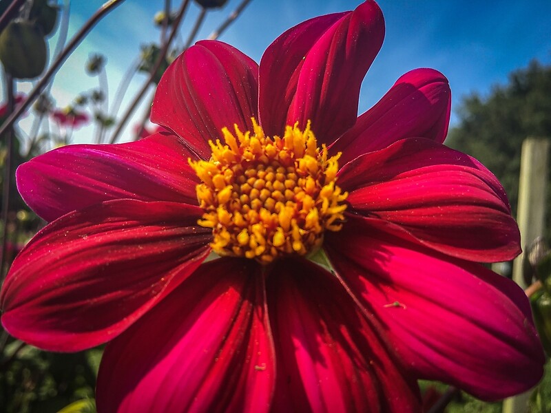 "Incredible Magenta Colour Dahlia Flower with Golden Yellow Fibonacci ...