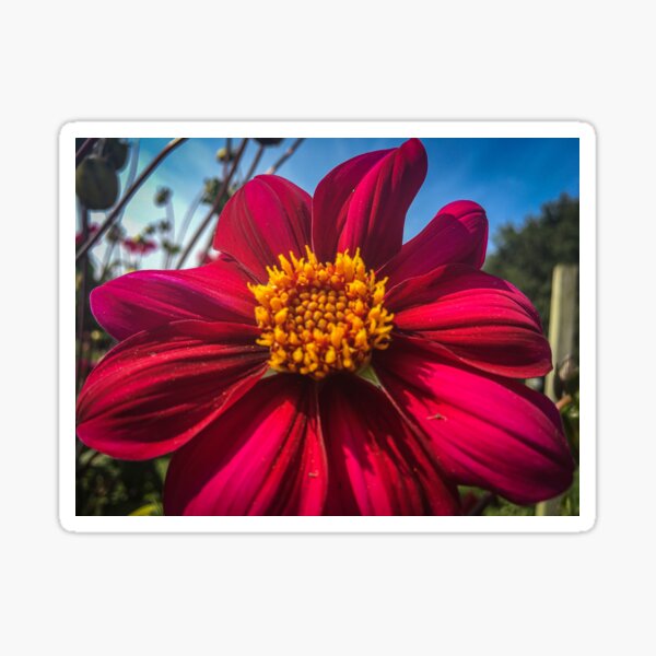"Incredible Magenta Colour Dahlia Flower with Golden Yellow Fibonacci ...