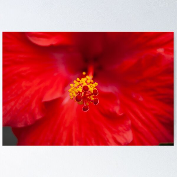 "Hawaiian Hibiscus " Poster for Sale by NMBaker | Redbubble