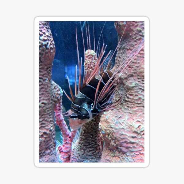 "Needle Fish" Sticker for Sale by Thatdisneylife | Redbubble