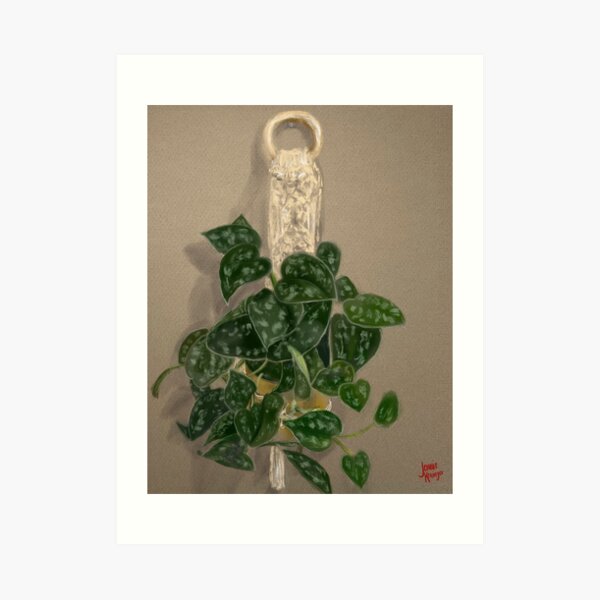 "Satin Pothos - Scindapsus pictus" Art Print by jenniekessinger | Redbubble
