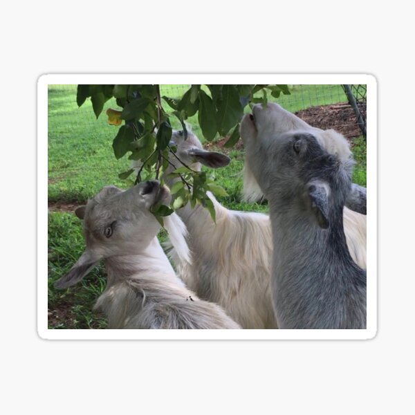 "Getcha Goats" Sticker for Sale by ls95320 | Redbubble