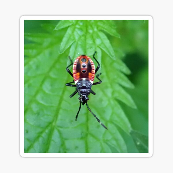 "Dindymus versicolor" Sticker for Sale by FairyPossum | Redbubble