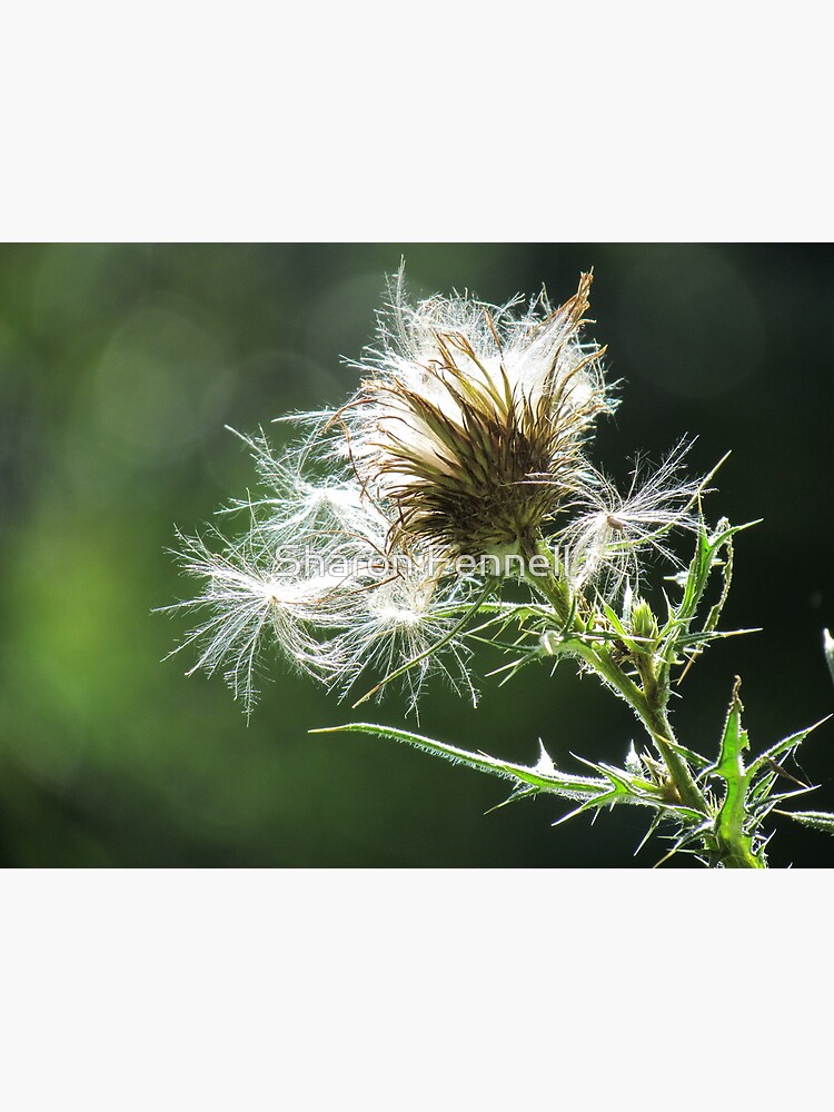 "Thistle Fluff" Poster by HeyItsShay | Redbubble