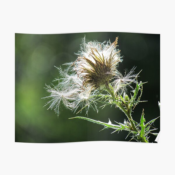 "Thistle Fluff" Poster by HeyItsShay | Redbubble