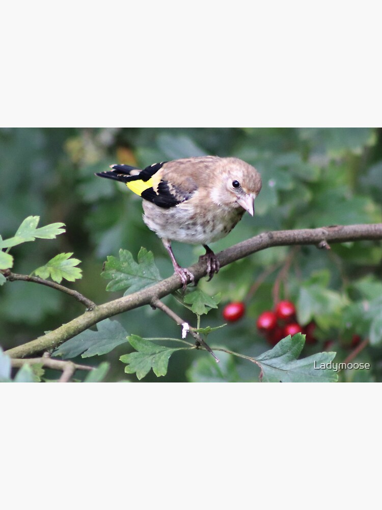 "European Goldfinch" Sticker by Ladymoose | Redbubble