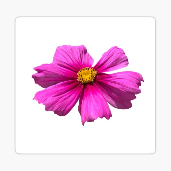 "Symbol Of Pink Cosmos Flower" Sticker for Sale by InspireWithJess ...