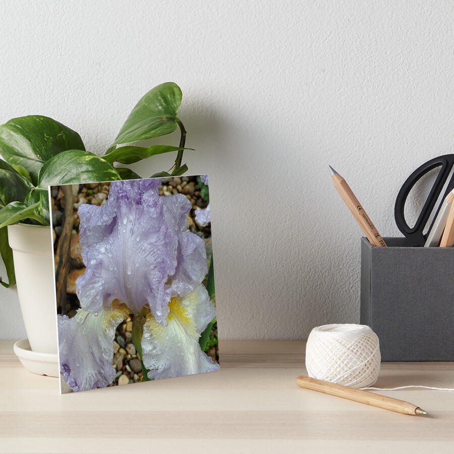 "Iris - A Purple So Soft" Art Board Print by normacallicott | Redbubble