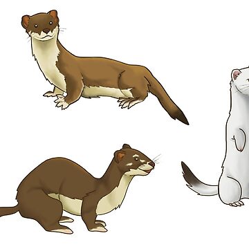 "Stoat Trio" Sticker for Sale by designsbykoko | Redbubble