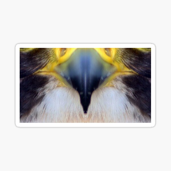"Peregrine Falcon Face Photo Facemask" Sticker for Sale by ...