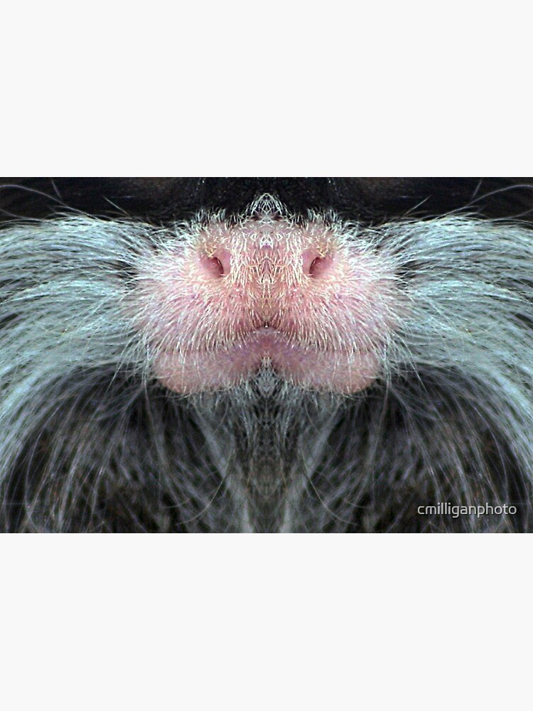 "Emperor Tamarin Face Photo Facemask" Sticker by cmilliganphoto | Redbubble