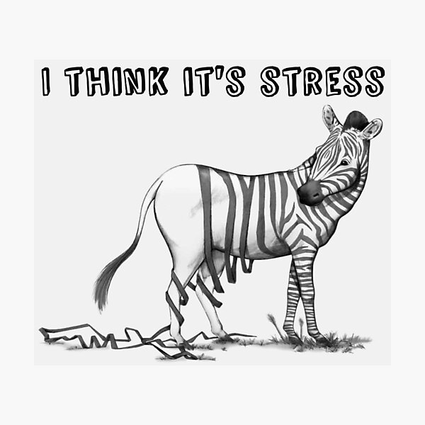 "Stressed zebra losing stripes" Photographic Print for Sale by MisoraA ...