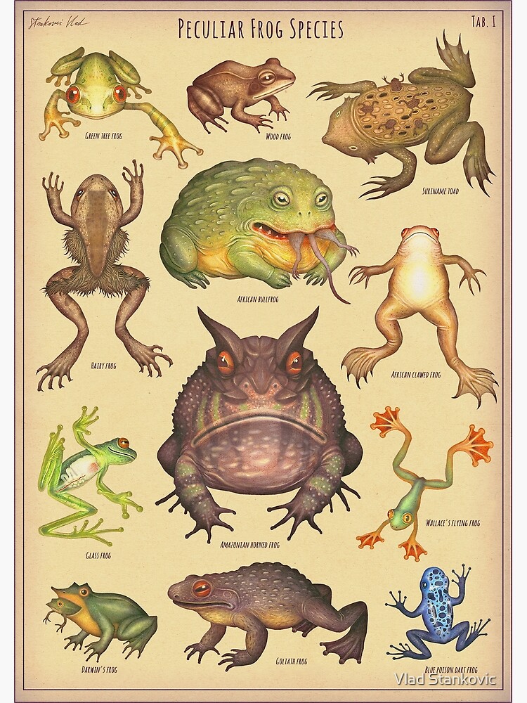 "Peculiar Frog Species" Art Print for Sale by vladimirsart | Redbubble