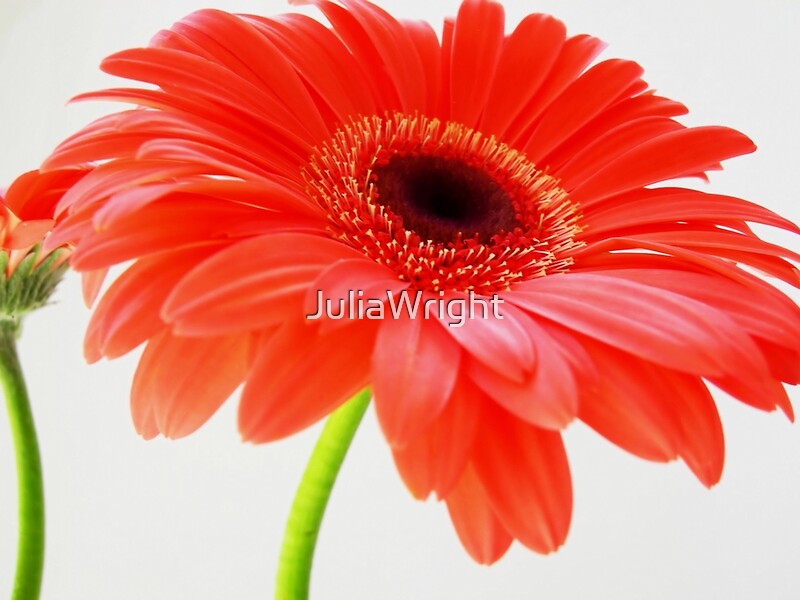 "Gerbera " by JuliaWright | Redbubble