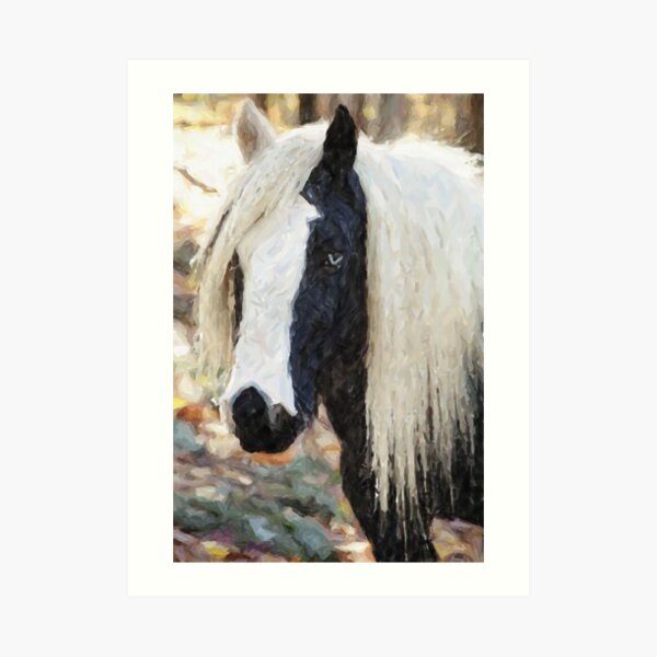 "Gypsy Vanner Horse Portrait " Art Print by Oldetimemercan | Redbubble