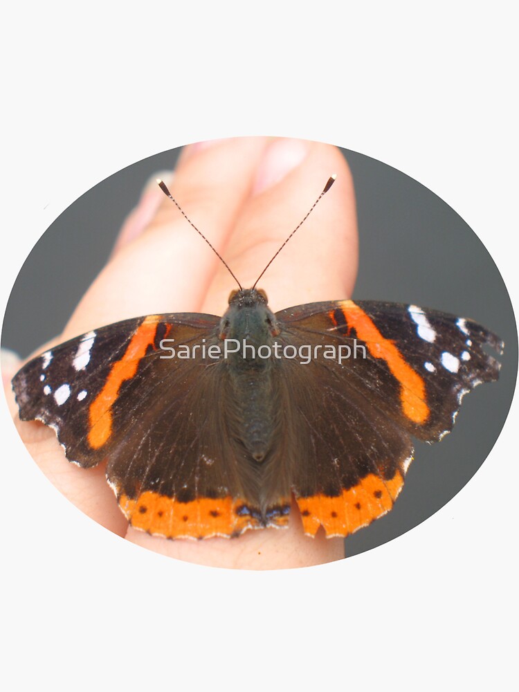 "Red Admiral Butterfly" Sticker by SariePhotograph | Redbubble