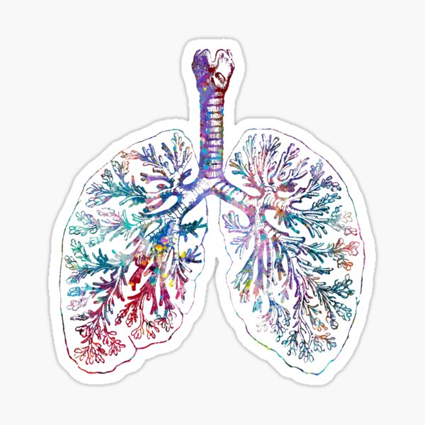 "Anatomy of Human Lungs" Sticker for Sale by EvasDreams | Redbubble