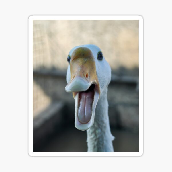 "Shocked Goose" Sticker for Sale by PictureEyes | Redbubble