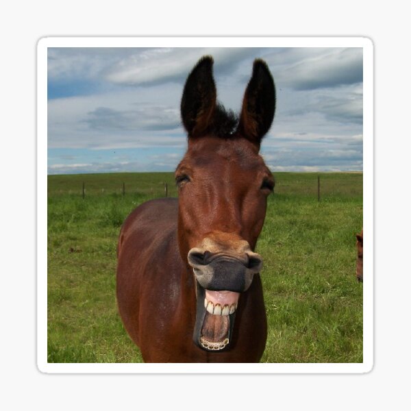 "Happy Donkey" Sticker for Sale by Prairie-Sky | Redbubble