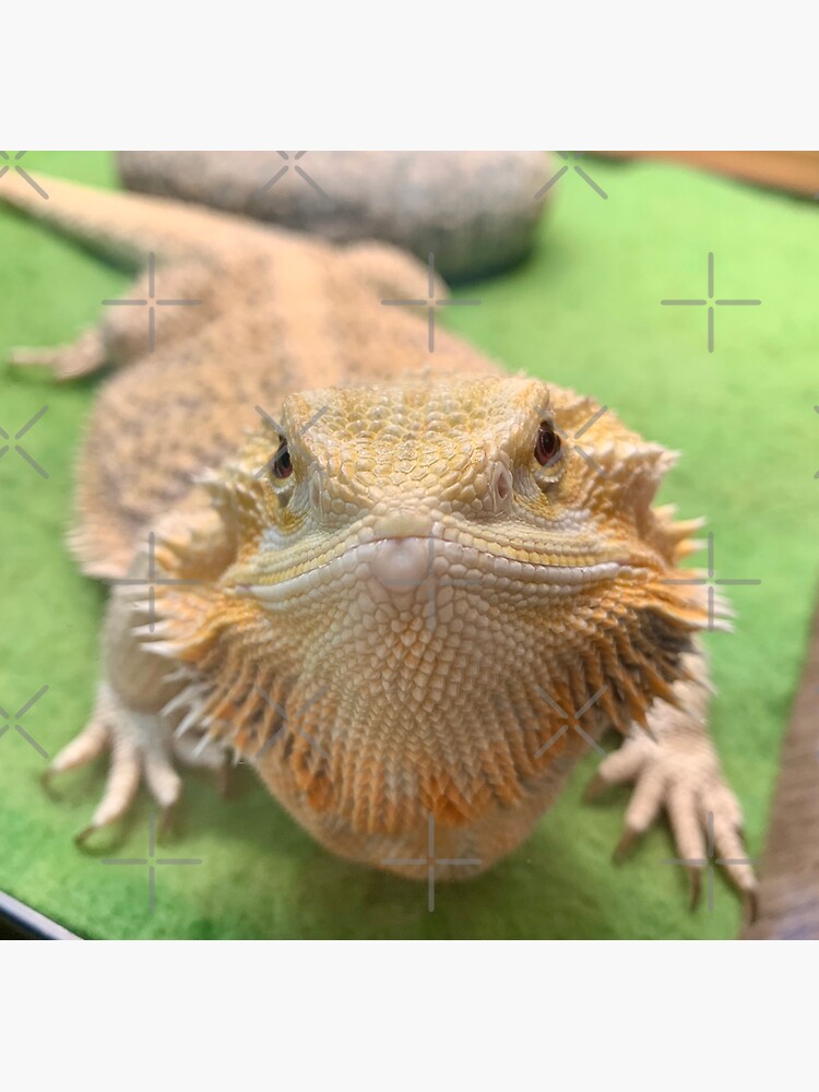 ""Bubbles" Bearded Dragon Looking at Camera" Sticker for Sale by ...