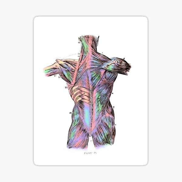 "Rainbow Muscles" Sticker for Sale by Jitter-Bayer | Redbubble