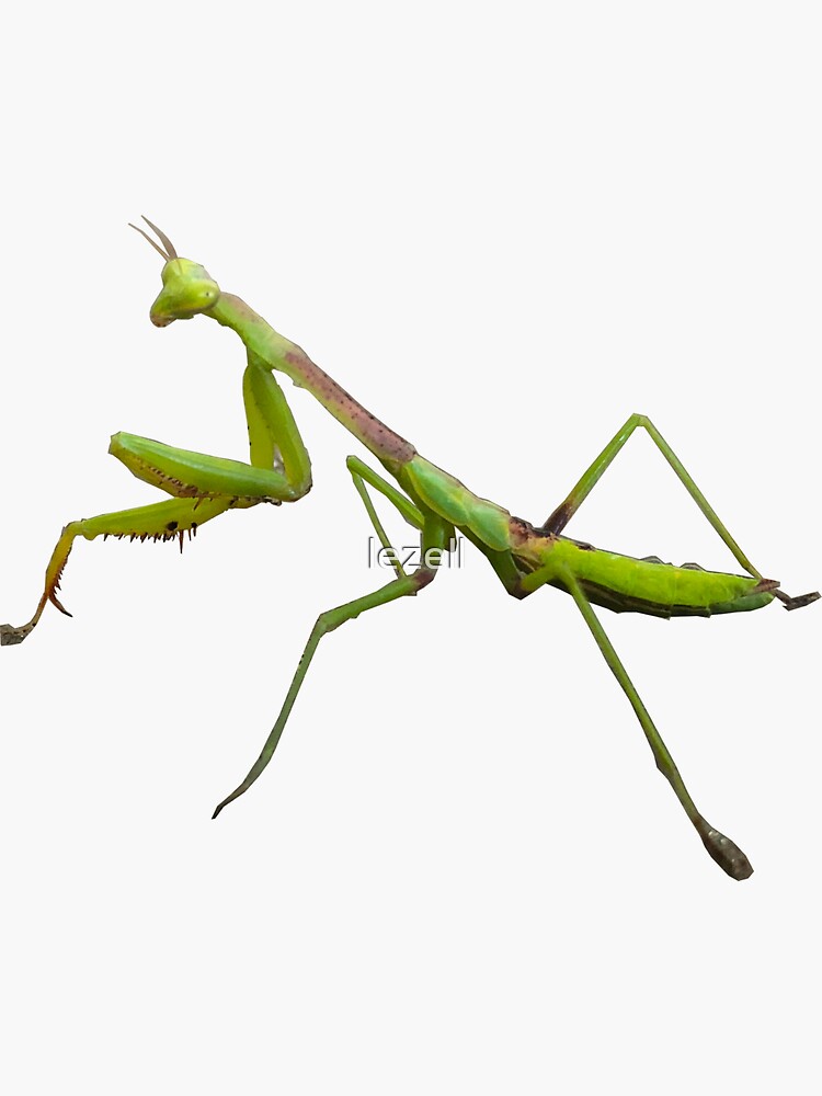 "Mantis" Sticker for Sale by lezell | Redbubble