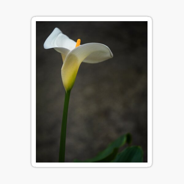"Calla Lily Flower" Sticker for Sale by gcmadan | Redbubble