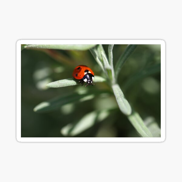 "7 spot ladybird" Sticker for Sale by GreyFeatherPhot | Redbubble