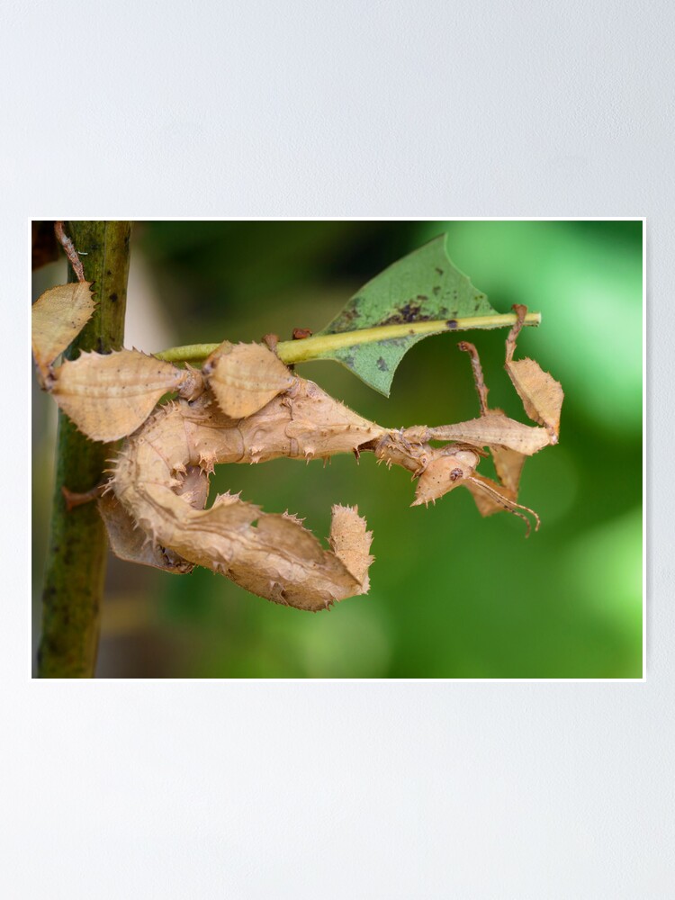 "Spiny Leaf Insect" Poster for Sale by ChrisRandall47 | Redbubble