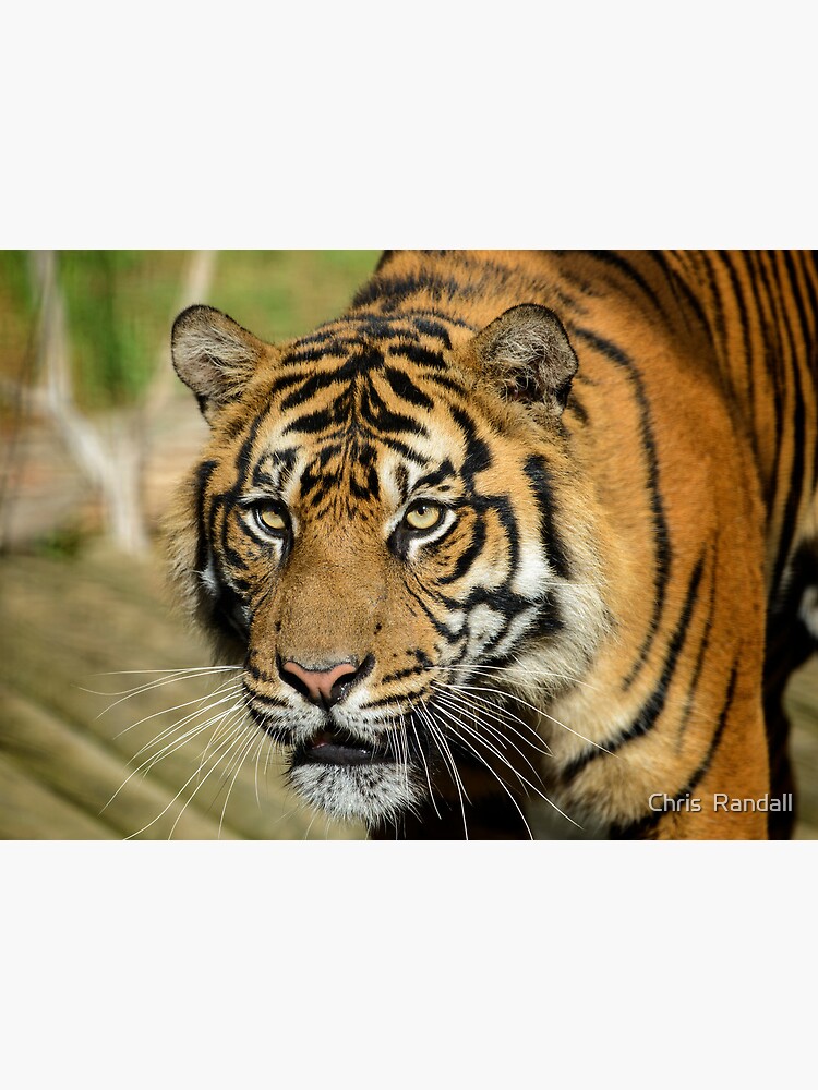" Sumatran Tiger" Poster for Sale by ChrisRandall47 | Redbubble