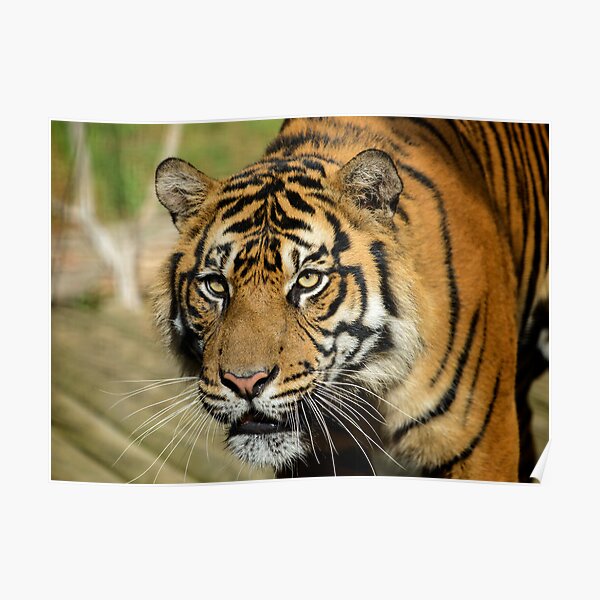 " Sumatran Tiger" Poster by ChrisRandall47 | Redbubble