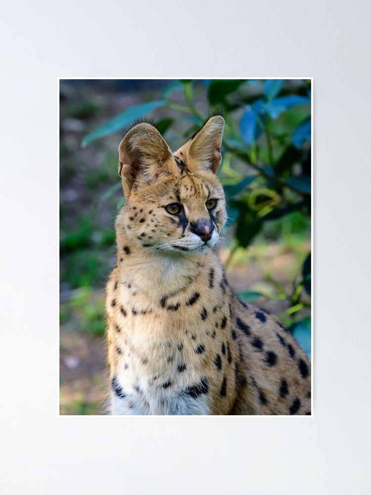 "African Serval " Poster by ChrisRandall47 | Redbubble