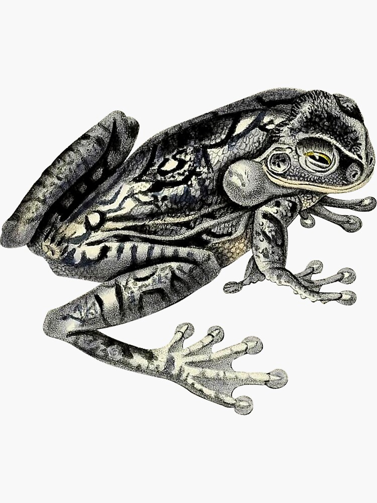 "Beautiful Vintage Frog Drawing" Sticker by Choong700 | Redbubble