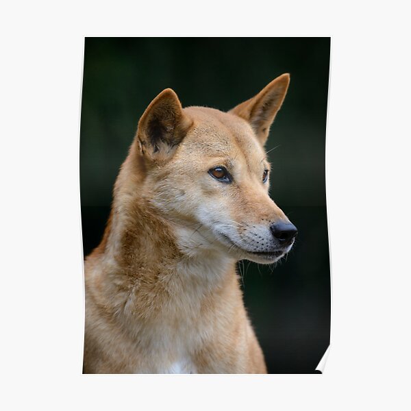 "Australian Dingo" Poster for Sale by ChrisRandall47 | Redbubble