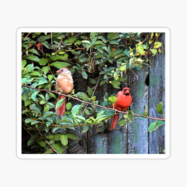 "A Berry Good Breakfast" Sticker by DonnaM | Redbubble