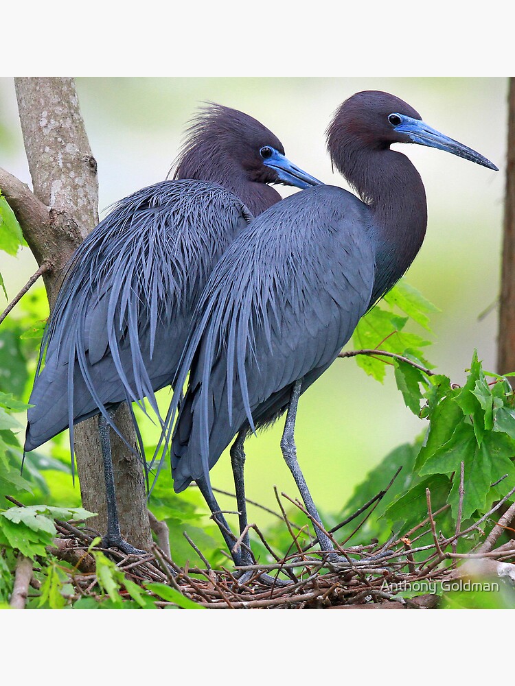 "A Courtship!!" Poster by jozi1 | Redbubble