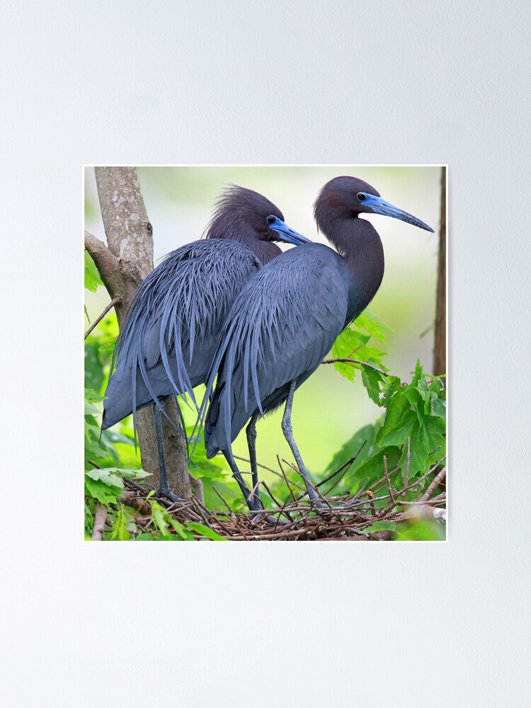 "A Courtship!!" Poster by jozi1 | Redbubble