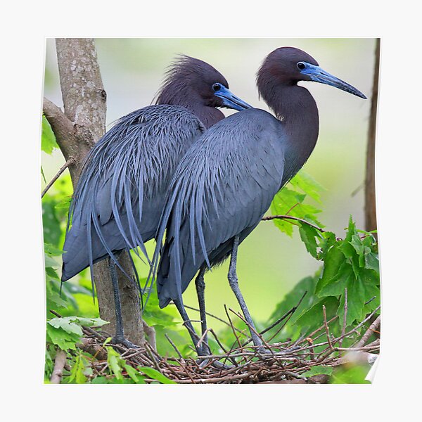 "A Courtship!!" Poster by jozi1 | Redbubble