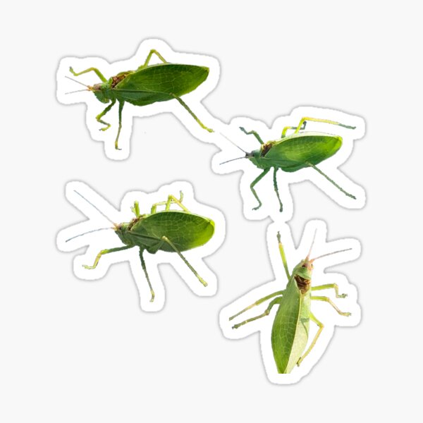 Katydids Gifts & Merchandise for Sale | Redbubble