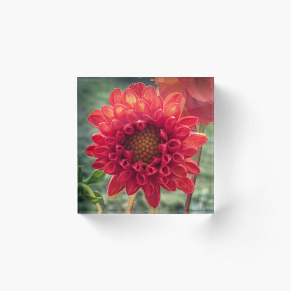 "Red Symphony Dahlia Flower Boom Boom Red Water Lily Yellow Fibonacci ...