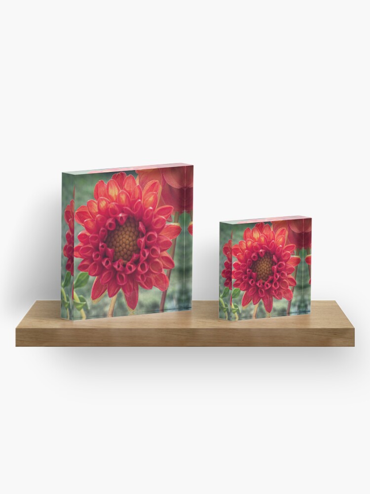 "Red Symphony Dahlia Flower Boom Boom Red Water Lily Yellow Fibonacci ...