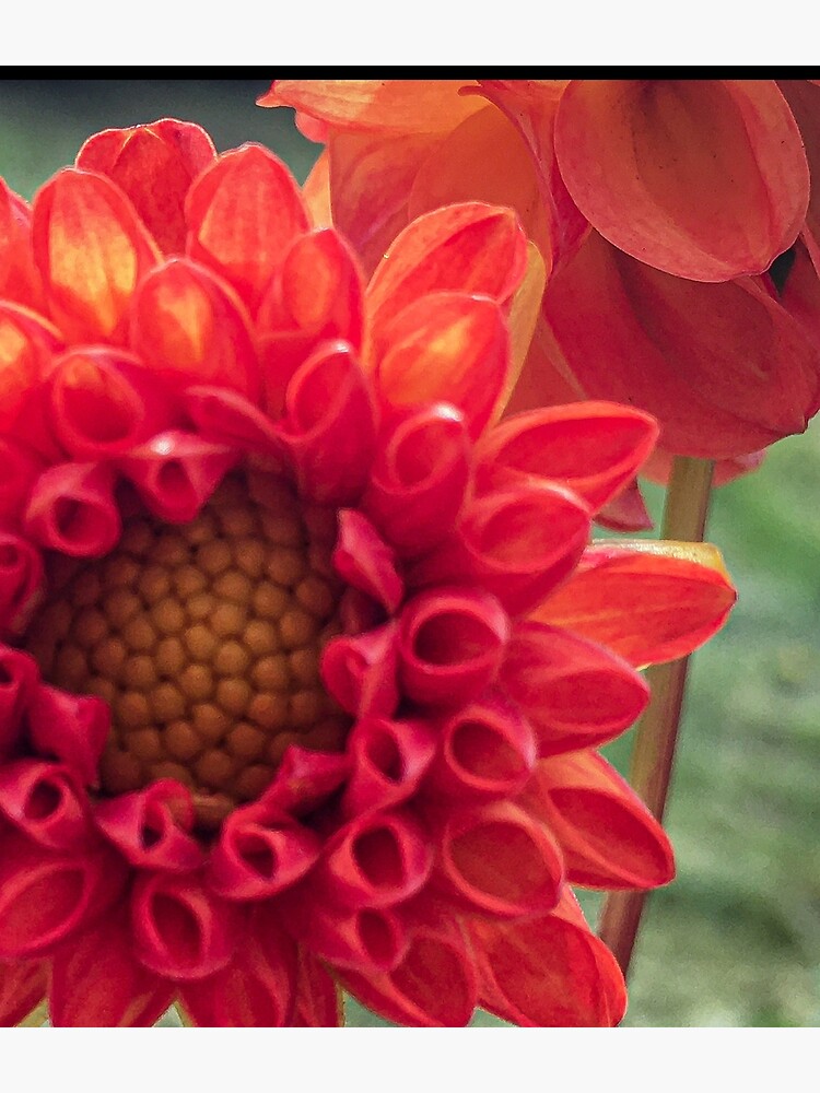 "Rote Symphonie Dahlie Blumen Boom Boom Rote Seerose Gelb Fibonacci ...