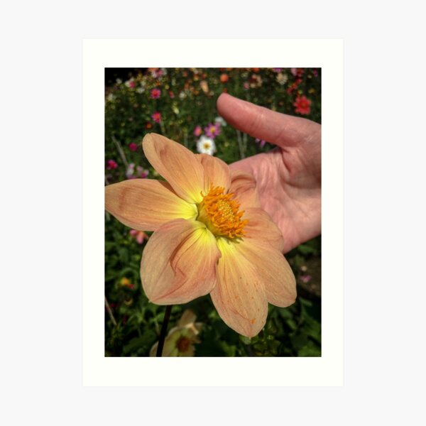 "Orangey Pink blending to Bright Yellow Single Dahlia Flowers with ...