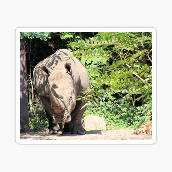 "WHITE RHINO" Sticker for Sale by BOLLA67 | Redbubble
