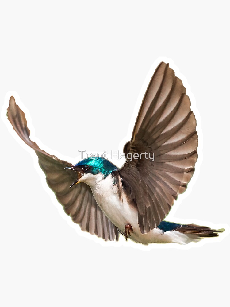 "Tree Swallow Bird in Flight" Sticker by trenthagerty | Redbubble
