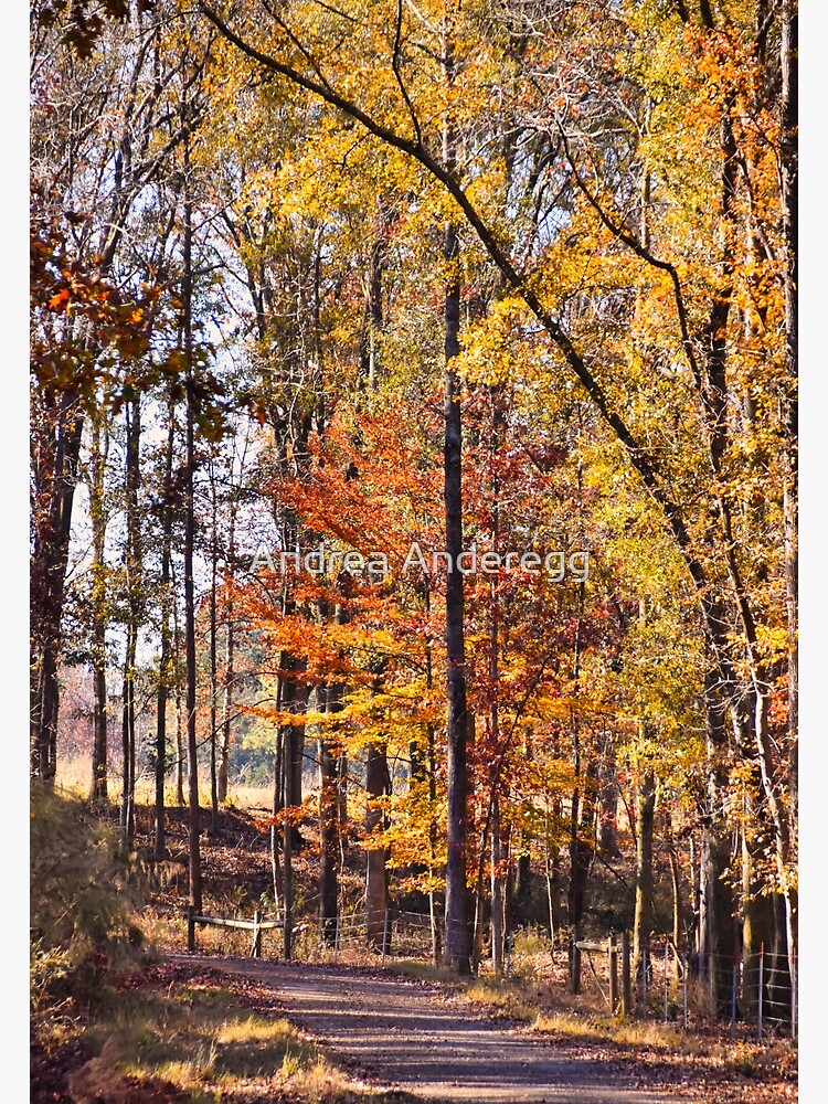 "North Georgia Fall Colors 6" Poster by andreaanderegg | Redbubble